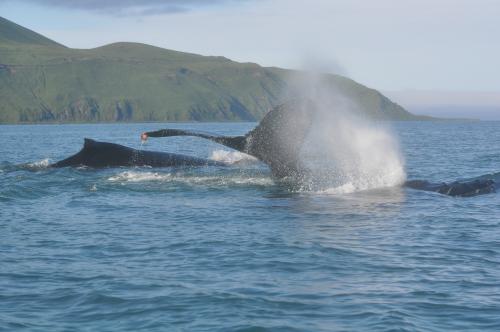 Plants and Wildlife | City of Unalaska - International Port of Dutch Harbor